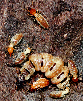 Communication and Social Regulation in Termites | SpringerLink