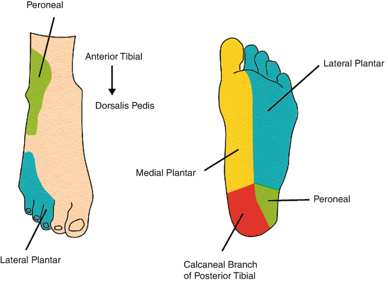 The Angiosome Concept: Does It Apply to the Ischaemic Diabetic Foot ...