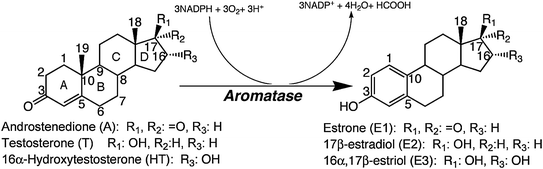 Structure, Function and Inhibition of Aromatase | SpringerLink