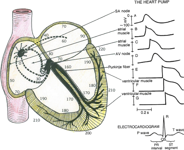 The Cardiac Conduction System | SpringerLink