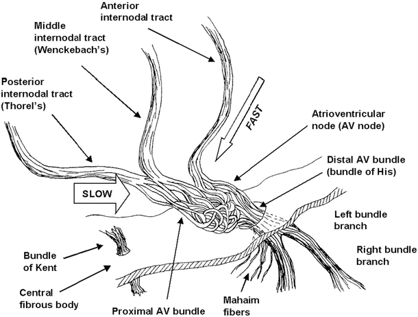 The Cardiac Conduction System | SpringerLink