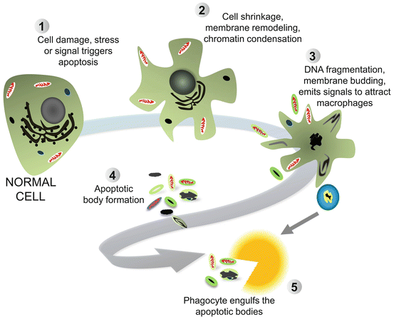 Apoptosis: Pathways, Molecules and Beyond | SpringerLink