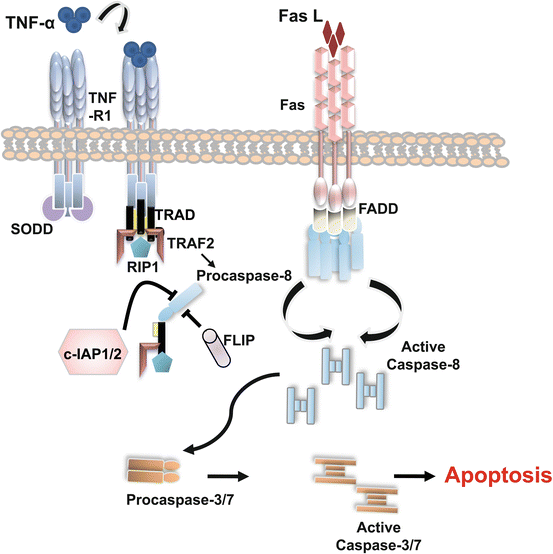 Apoptosis: Pathways, Molecules and Beyond | SpringerLink