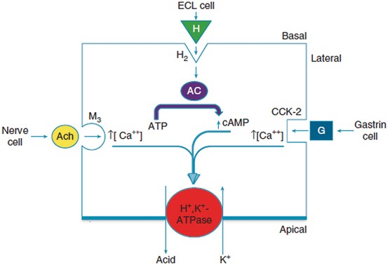 Role of H2RA and Proton Pump Inhibitor Therapy in Treating Reflux ...