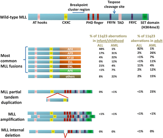 Cellular and Molecular Basis of KMT2A/MLL Leukaemias: From ...
