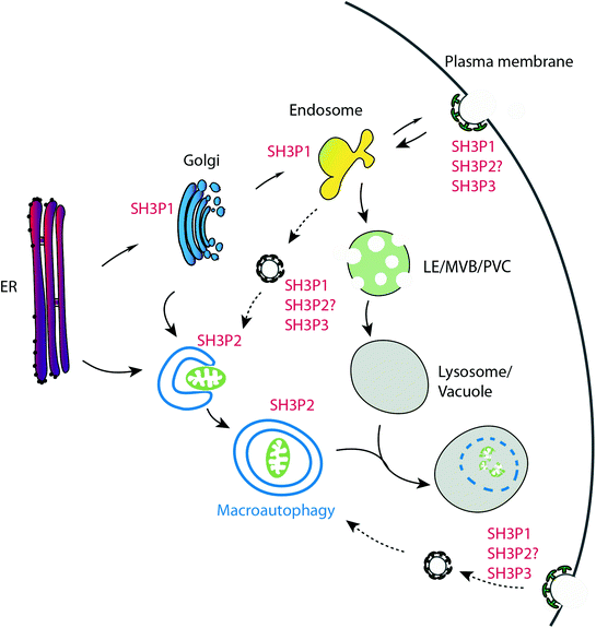 SH Domain Proteins in Plants: Roles in Signaling Transduction and ...