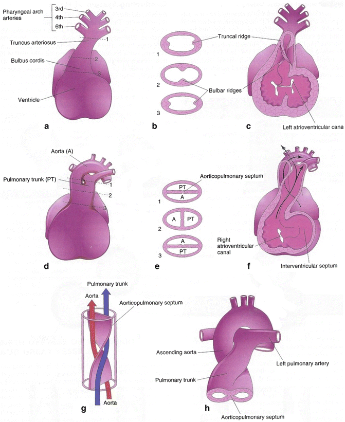 First-Trimester Embryology: An Overview | SpringerLink