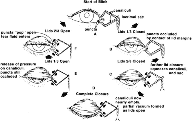 Anatomy of the Lacrimal Drainage System | SpringerLink