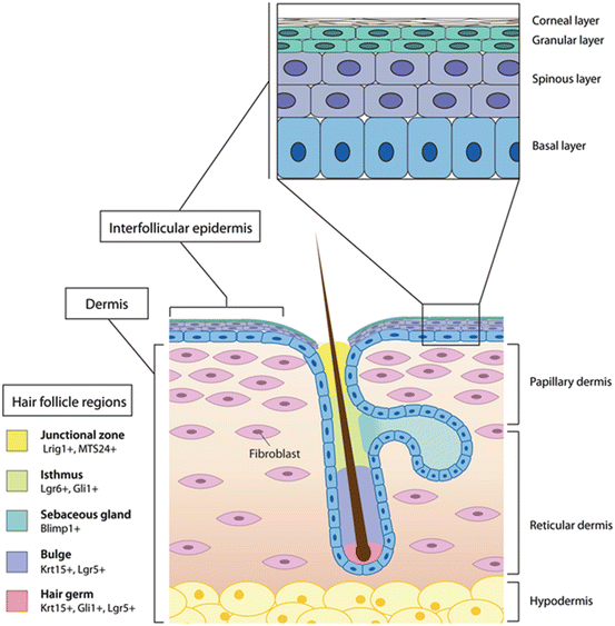 Stem Cell and Stem Cell-Derived Molecular Therapies to Enhance Dermal ...