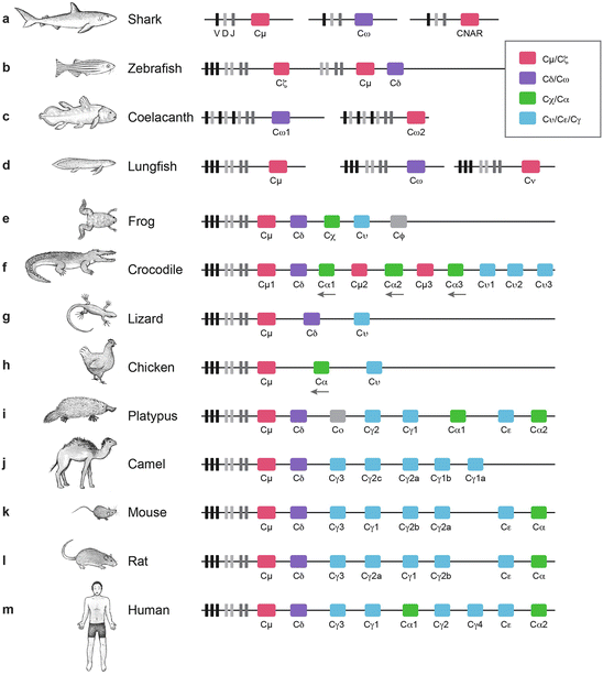 Antibody Isotype Switching in Vertebrates | SpringerLink