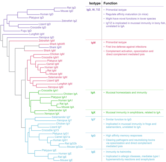 Antibody Isotype Switching in Vertebrates | SpringerLink