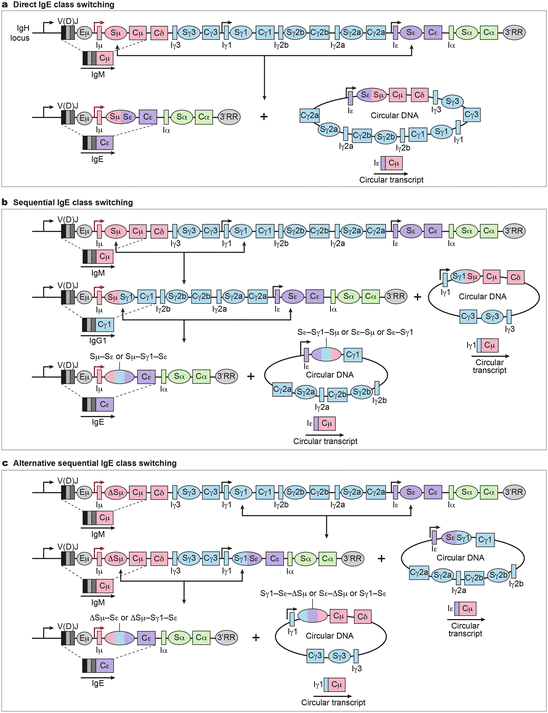 Antibody Isotype Switching in Vertebrates | SpringerLink