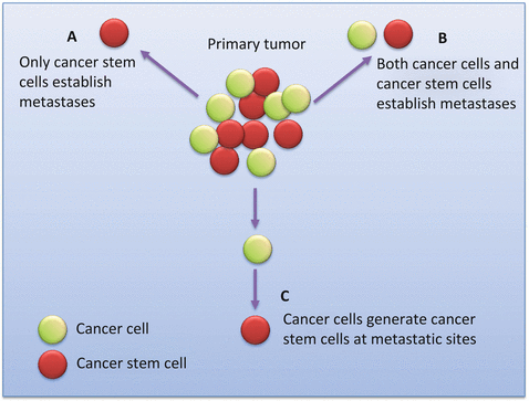 Cellular Plasticity, Cancer Stem Cells and Metastasis | SpringerLink