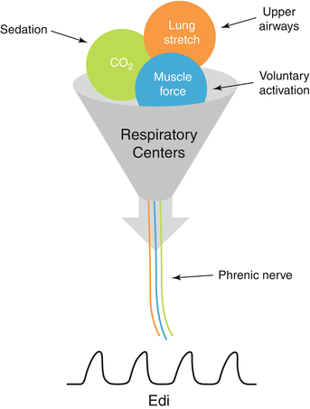 Noninvasive Neurally Adjusted Ventilatory Assist (NIV-NAVA) in Children ...