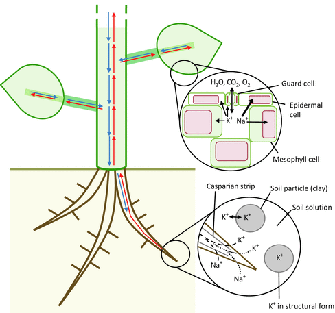 Roles and Transport of Sodium and Potassium in Plants | SpringerLink