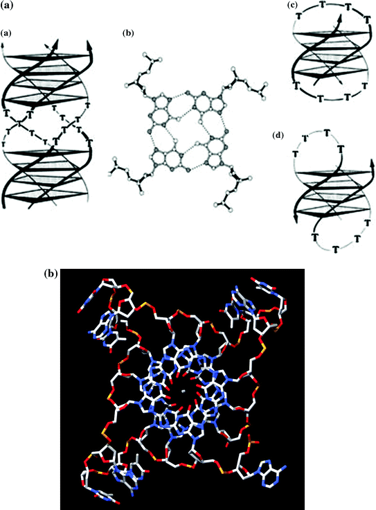 The RNA/DNA Complex at Work | SpringerLink