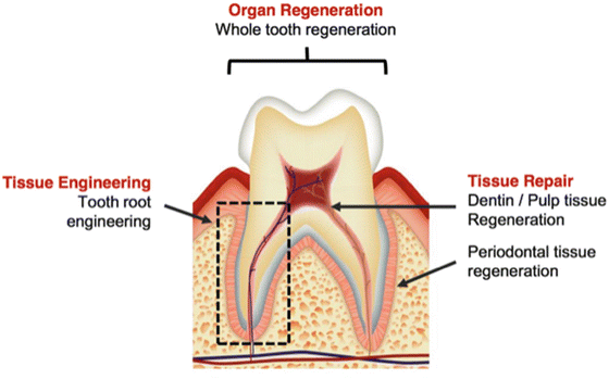 Whole Tooth Regeneration as a Future Dental Treatment | SpringerLink
