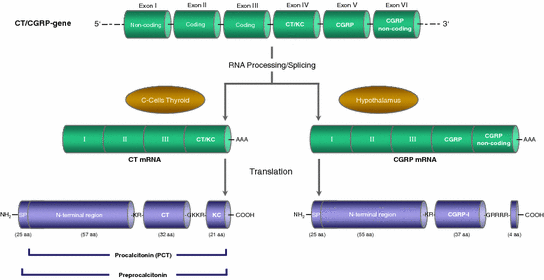 Calcitonin as Biomarker for the Medullary Thyroid Carcinoma | SpringerLink