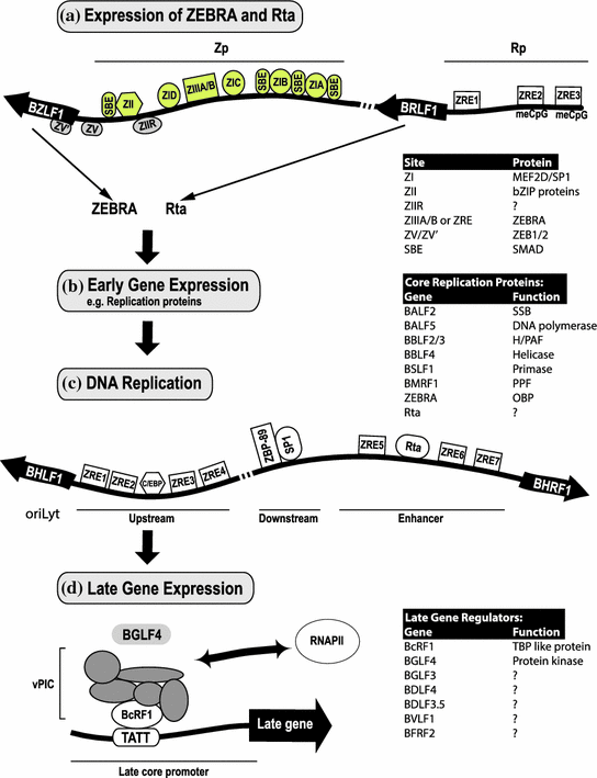 Epstein-Barr Virus Lytic Cycle Reactivation | SpringerLink