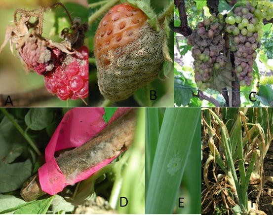 Epidemiology and Aerobiology of Botrytis spp. | SpringerLink