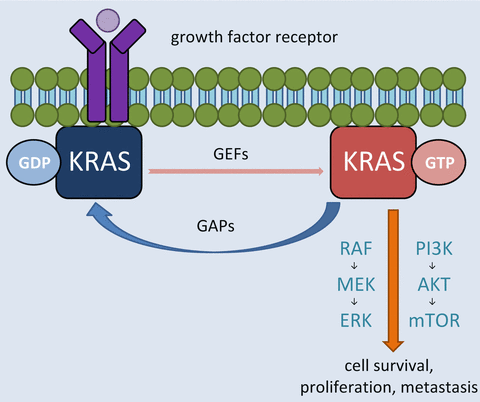 KRAS-Mutant Lung Cancers in the Era of Targeted Therapy | SpringerLink