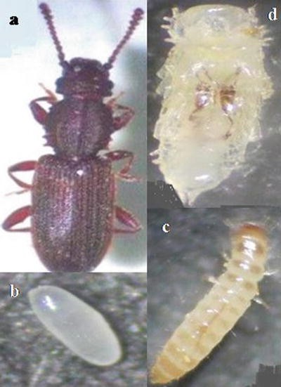 Pests of Stored Dates | SpringerLink