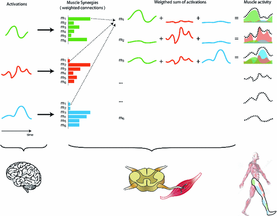 Muscle Synergies in Clinical Practice: Theoretical and Practical ...
