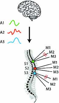 Muscle Synergies in Clinical Practice: Theoretical and Practical ...