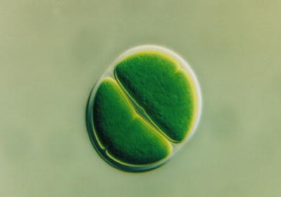 Exocellular Polysaccharides in Microalgae and Cyanobacteria: Chemical ...