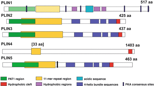 Lipid Droplet Proteins and Hepatic Lipid Metabolism | SpringerLink