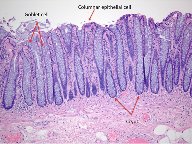 Colonic Physiology | SpringerLink