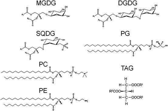 Lipids: From Chemical Structures, Biosynthesis, and Analyses to ...