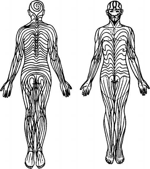 Blaschko Lines | SpringerLink