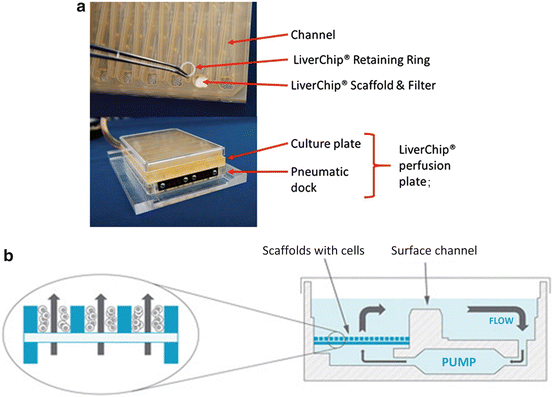 Organ on Chip | SpringerLink
