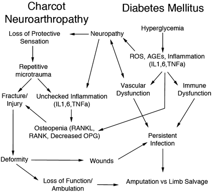 Pathophysiology of Diabetes and Charcot Neuroarthropathy | SpringerLink