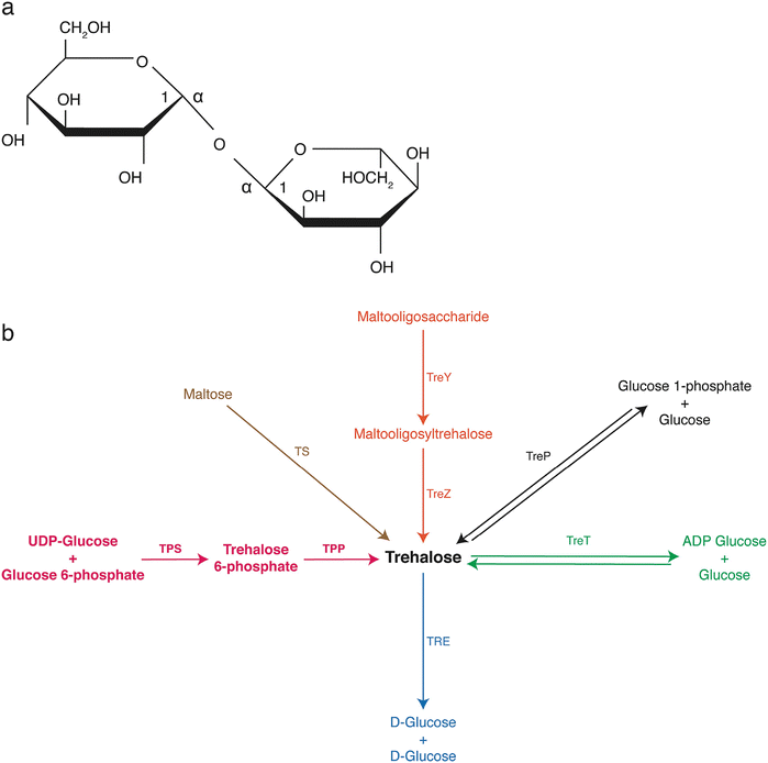10 Trehalose Metabolism: Enzymatic Pathways and Physiological Functions ...