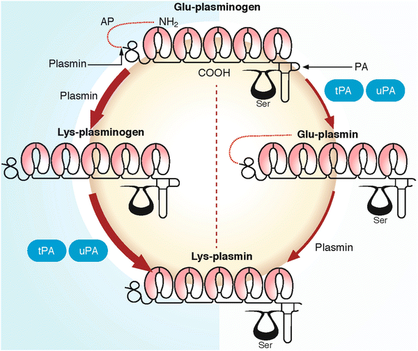 Plasmin-Antiplasmin System | SpringerLink