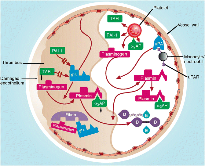 Plasmin-Antiplasmin System | SpringerLink