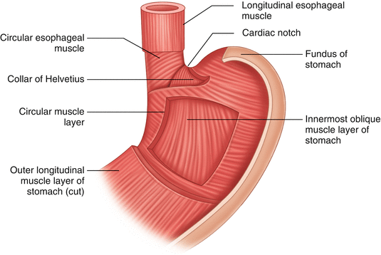Surgical Anatomy of the Esophagus and Esophagogastric Junction ...