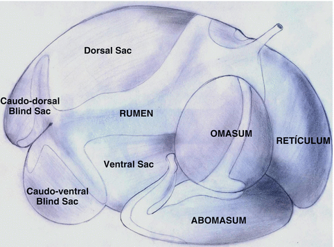 Anatomy and Physiology of the Rumen | SpringerLink