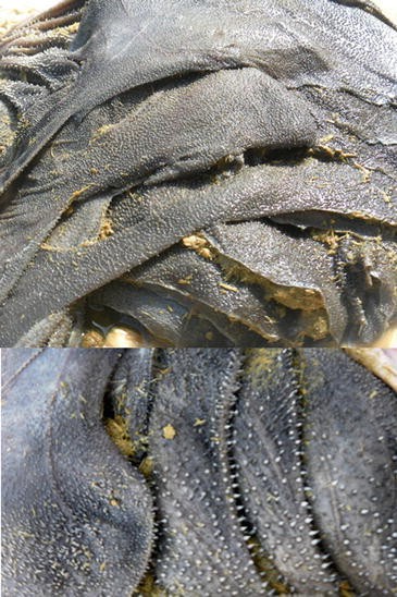 Anatomy and Physiology of the Rumen | SpringerLink