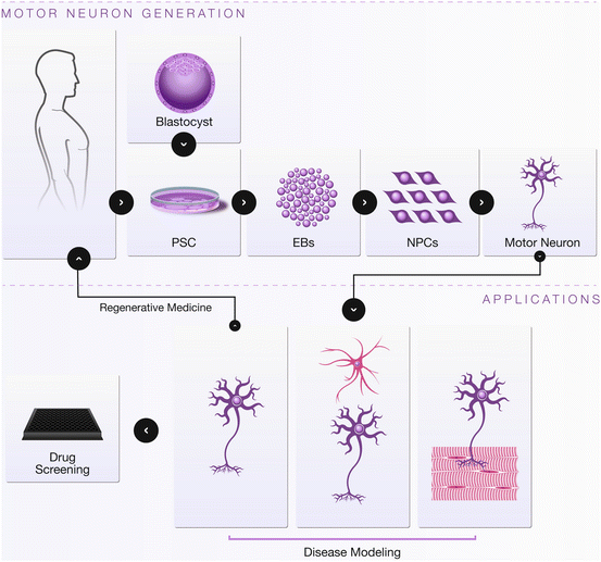 Motor Neuron Differentiation from Pluripotent Stem Cells: Development ...