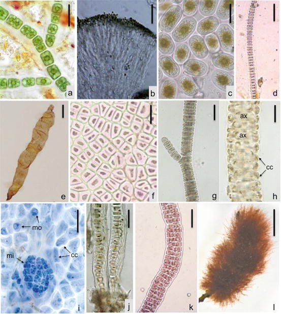 Red Algae (Rhodophyta) in Rivers | SpringerLink