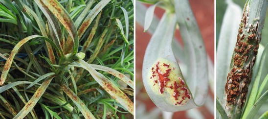 Diseases of Carnation | SpringerLink