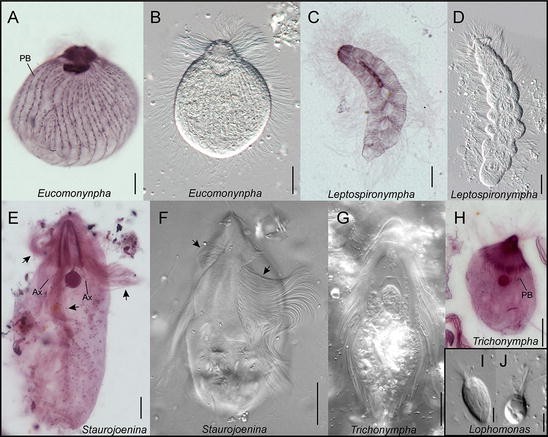 Parabasalia | SpringerLink