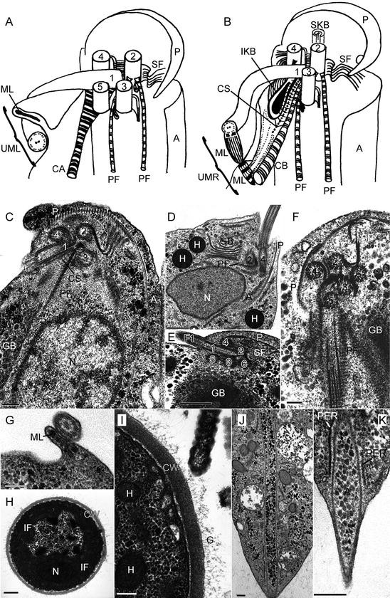 Parabasalia | SpringerLink