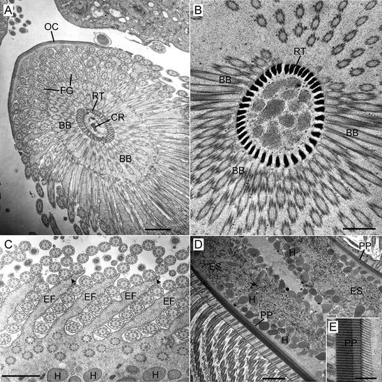 Parabasalia | SpringerLink
