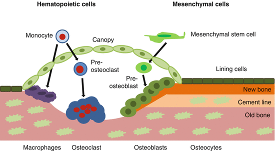 Basics of Bone Biology | SpringerLink