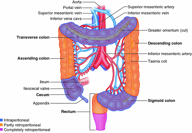 Pathology and Molecular Pathology of Colorectal Cancer | SpringerLink