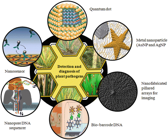 Nanotechnology for the Detection and Diagnosis of Plant Pathogens | SpringerLink